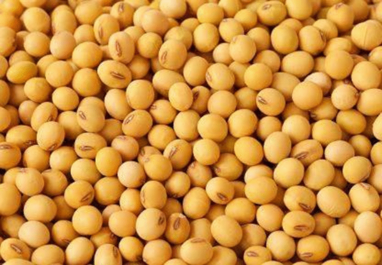 Togo/Soja : le prix plancher à 220 F CFA/kg pour 2025-2026 | APAnews ...